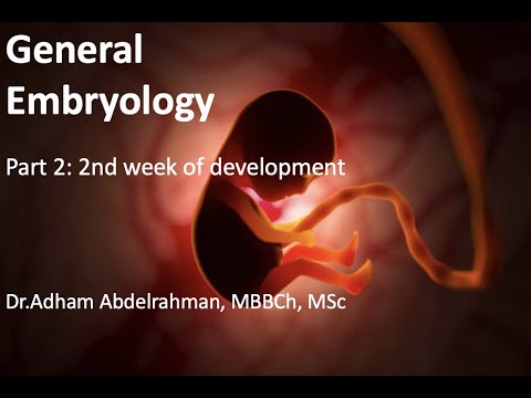 General Embryology part II: 2nd week of development - YouTube