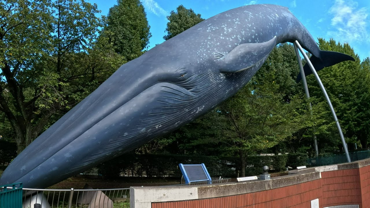 Ueno Park Tokyo Japan. Blue Whale Life Size Model. - YouTube