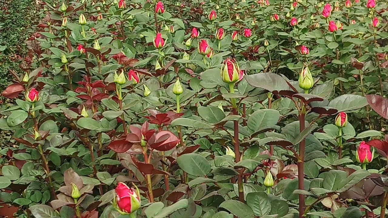 Dutch rose cultivation - YouTube