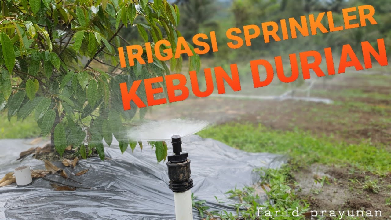 KEBUN DURIAN IRIGASI SPRINKLER, MEMPERCEPAT PERTUMBUHAN - YouTube