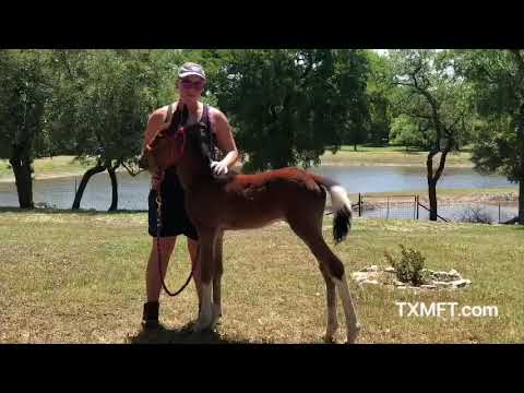 Teaching your foal to pick up their feet easily - YouTube