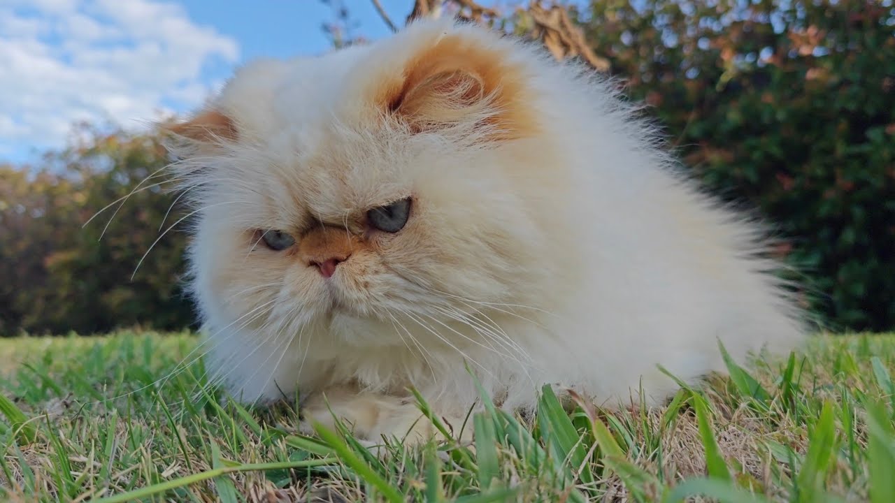 Sweet Fat Boy enjoys his evening exercise 🥰 - YouTube