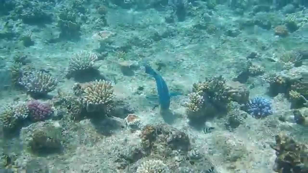Parrotfish great barrier reef - YouTube