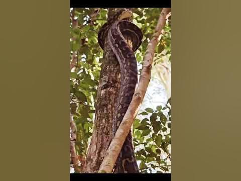 python climbs the tree - YouTube