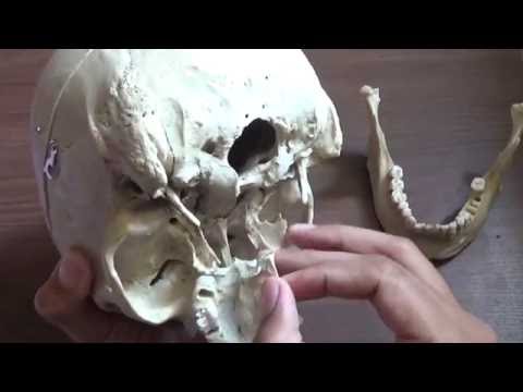 INTRODUCTION OF SKULL