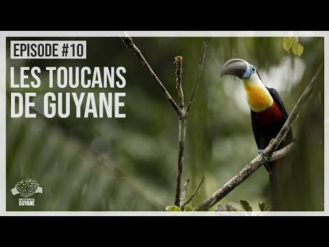 EP#10 - LES TOUCANS DE GUYANE - YouTube