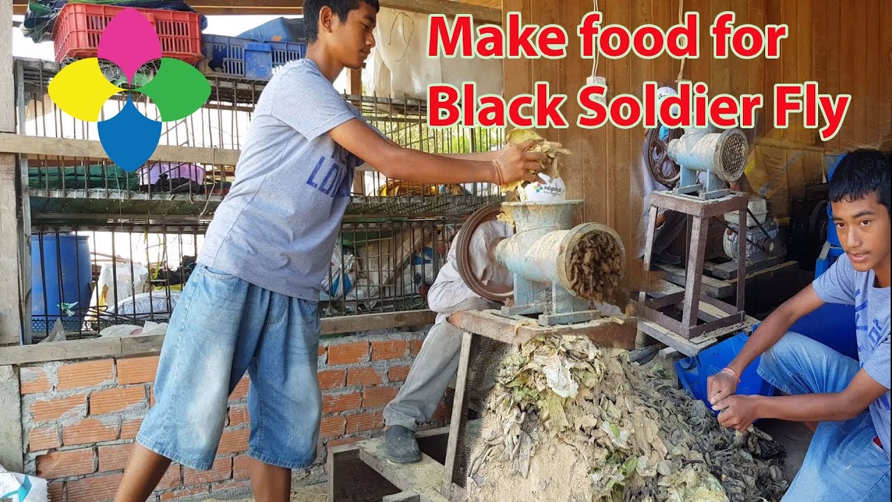 How to make food for Black Soldier Fly - YouTube