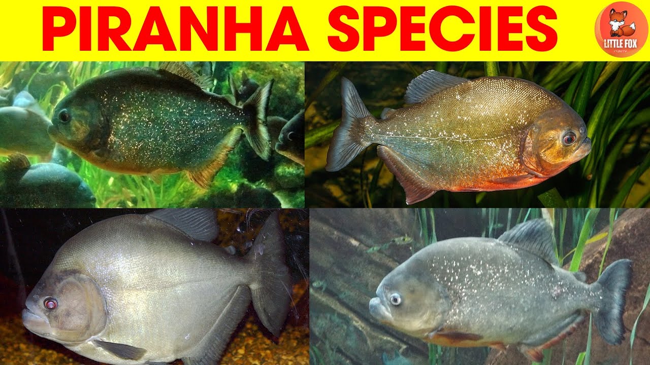 Amazing Types of Piranhas Species Name in English for kids # ...