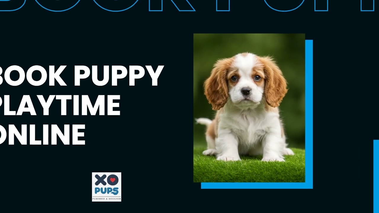 Healthy, Socialized Puppies Virginia | Trusted Local Puppy Store