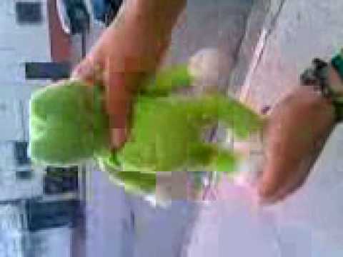 Japinha Dançando Funk