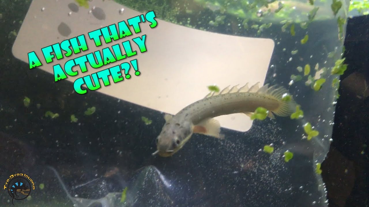 This Fish is TOO CUTE! 😊 A Mini May Fish Delivery! - YouTube