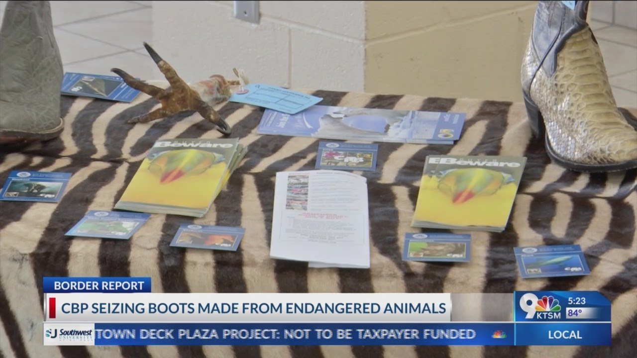 CBP seizes boots from border crossing made of endangered animals. - YouTube