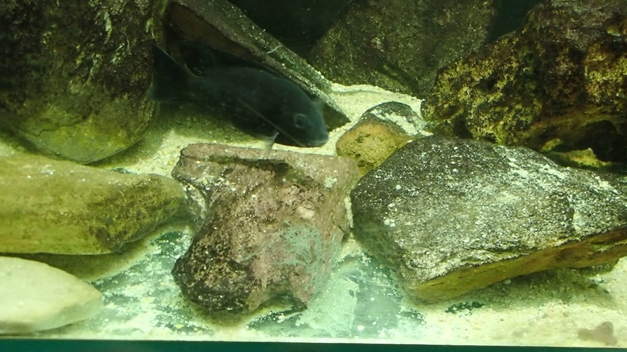 P7210608 Coptodon discolor 0 - YouTube