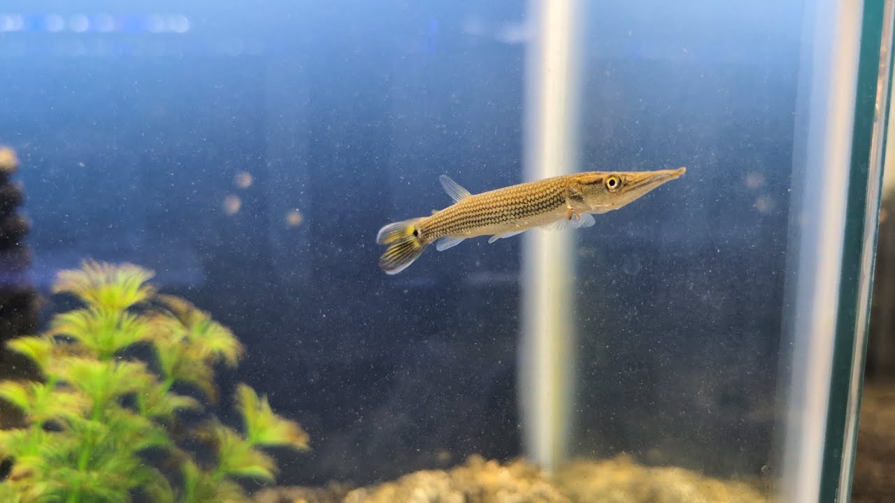 Rocket Gar, fire eels and more let's go!!!! - YouTube