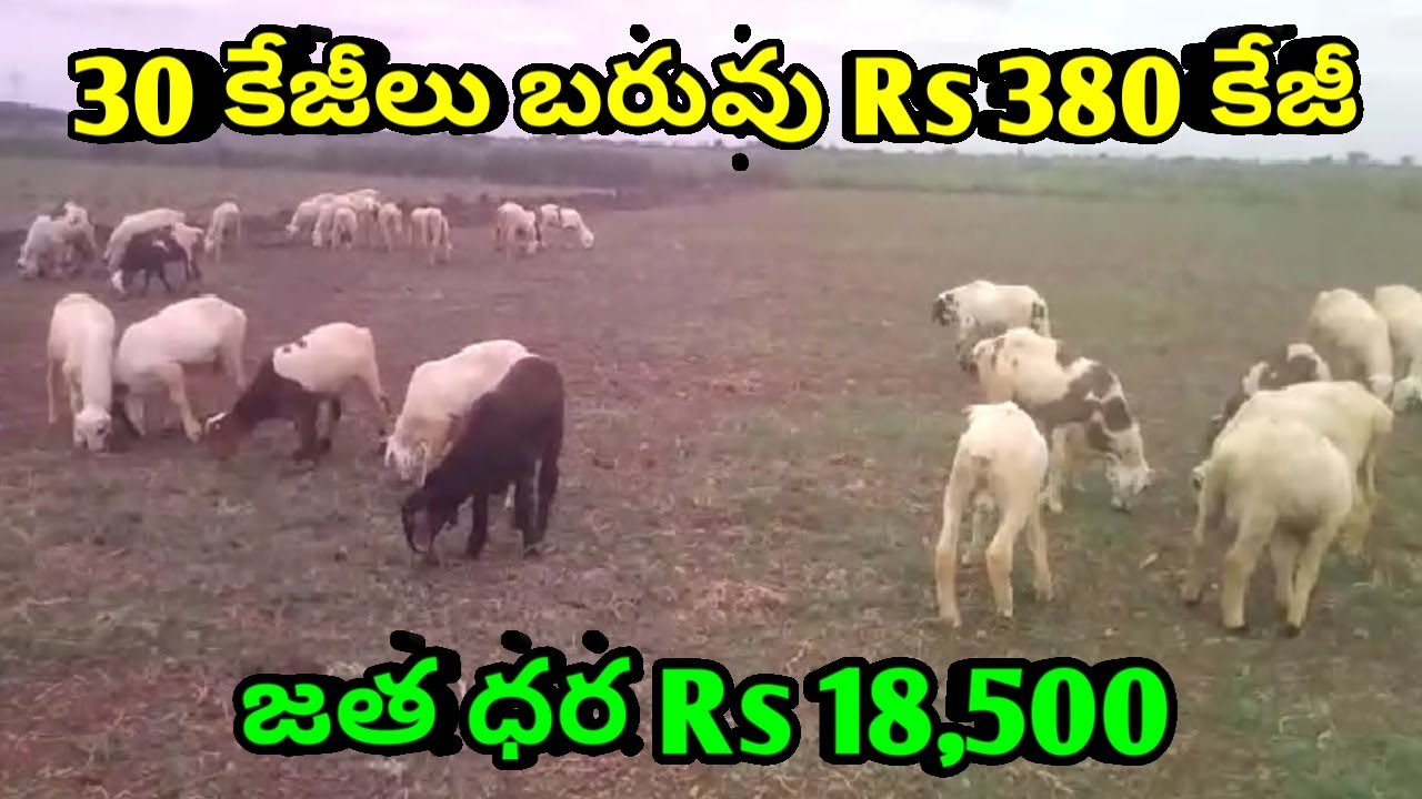 POTTELU BAKRA SHEEP RAM AVAILABLE 90149 17100 - YouTube