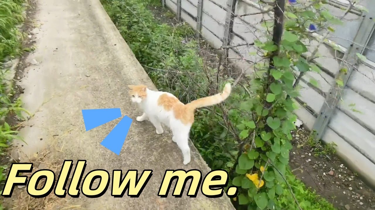 How do you feel when a stray cat sees you and leads you back to your ...
