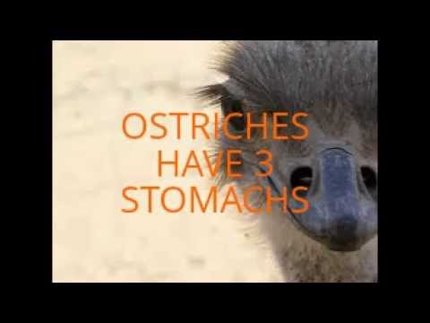 Ndege mkubwa kuliko ndege wote duniani | JamiiForums