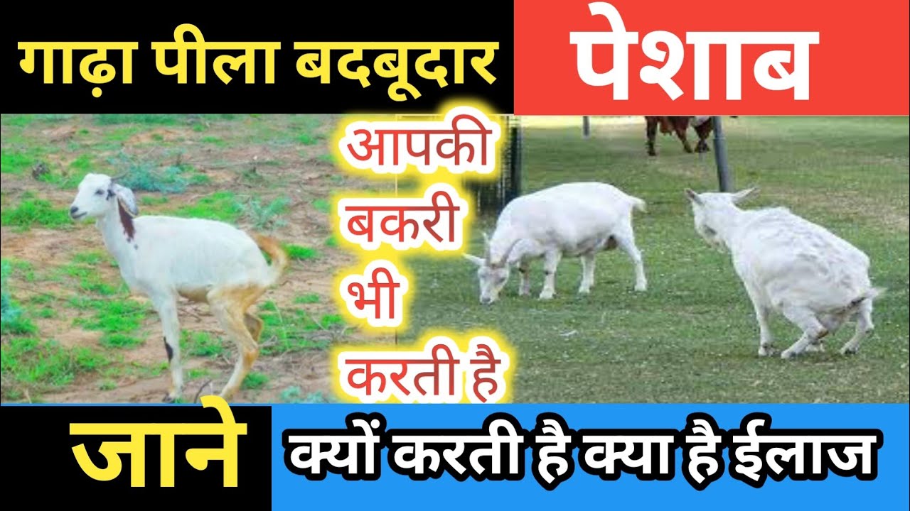 Goat Pees Thick Yellow|Bakri Gada Pila Pesab Kare |Vimalumrao ...