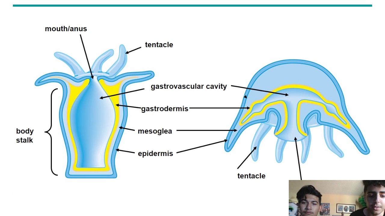 Chapter 33 AP Biology Presentation - YouTube