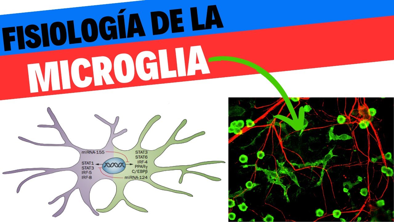 Fisiología de la Microglia. Neurociencias 6 - YouTube