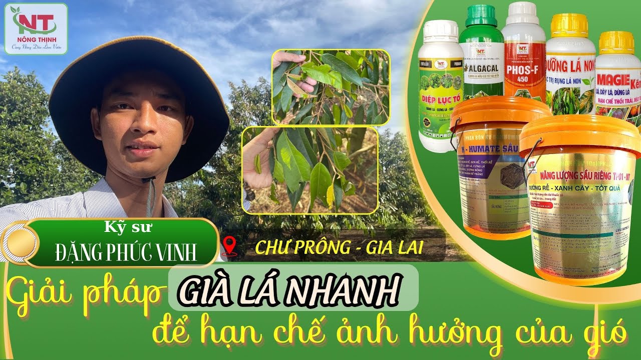 GIẢI PHÁP GIÀ LÁ NHANH ĐỂ HẠN CHẾ ẢNH HƯỞNG CỦA GIÓ CÙNG KS PHÚC VINH ...
