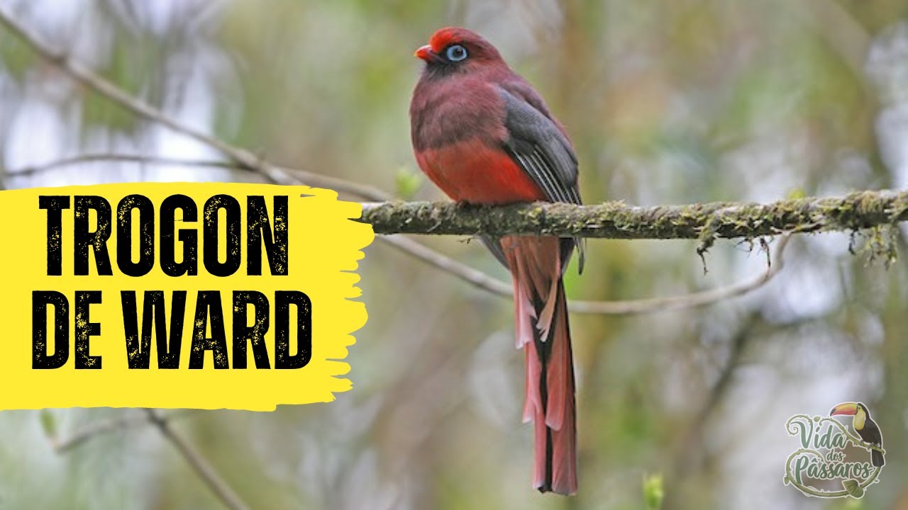 Canto do trogon de ward | Vida dos Pássaros - YouTube