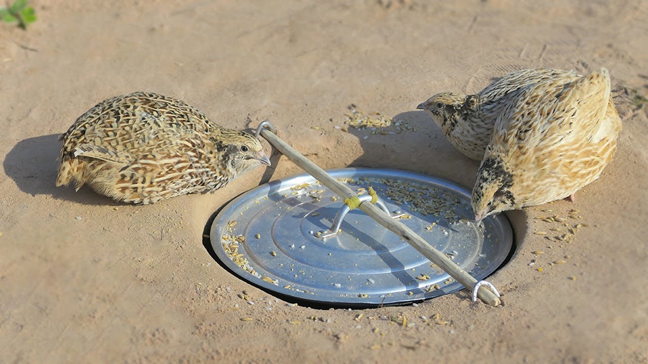New Creative Underground Quail Trap Using Cover Easy Technique Quail ...