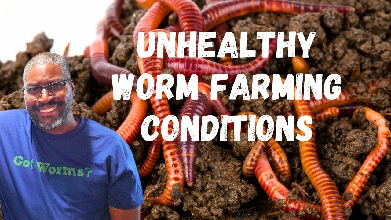 How To CHANGE A European Nightcrawlers Bin With Worms - YouTube