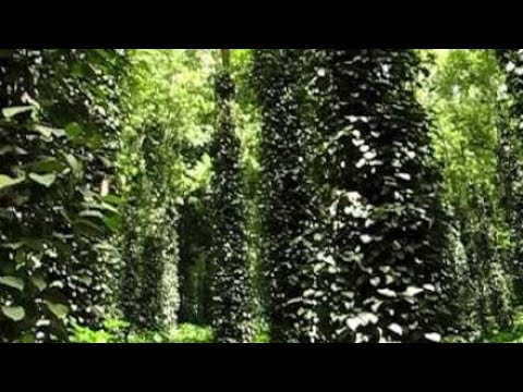 RRR Shooting Location Paderu | NTR introduction in RRR movie #jrntr # ...