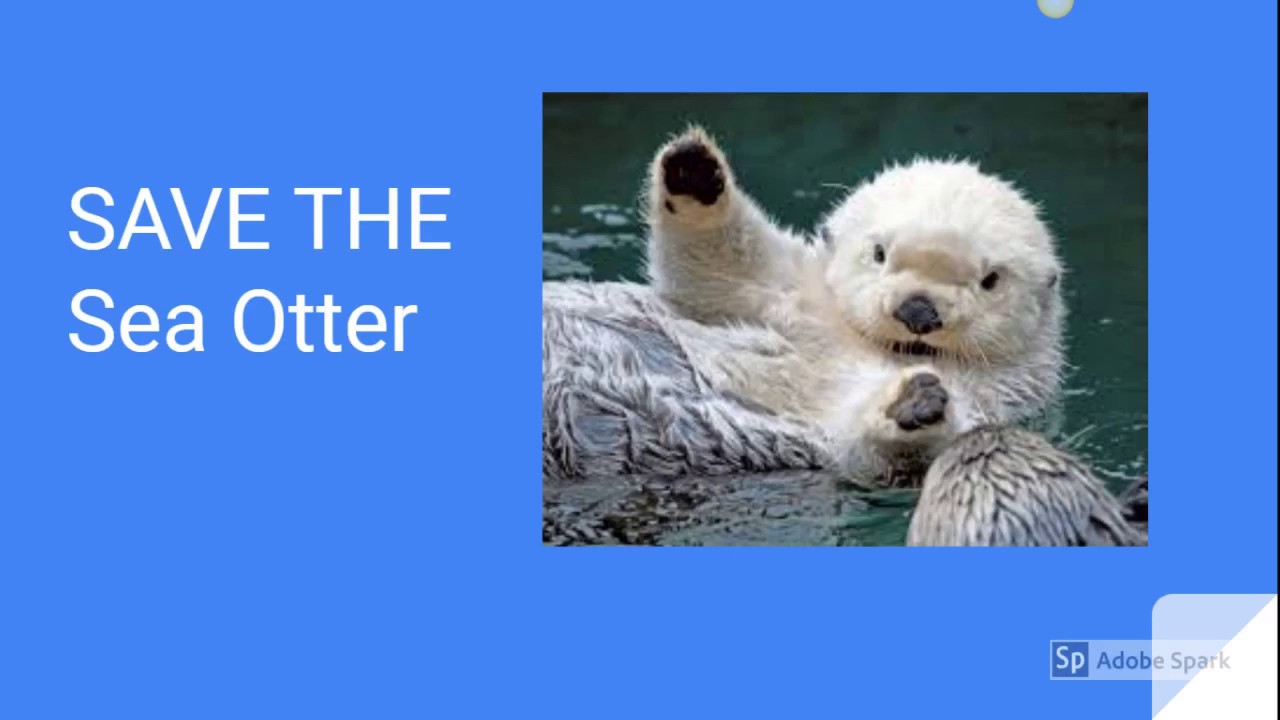 Save the Sea Otter - YouTube