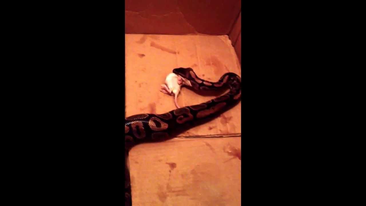 Slithery Lil Snake - YouTube