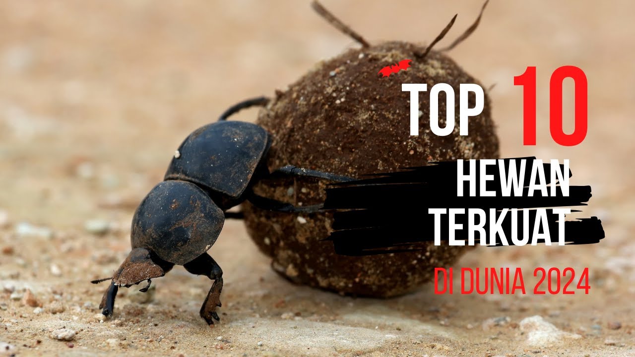 10 Hewan yang Paling Kuat di Dunia - YouTube