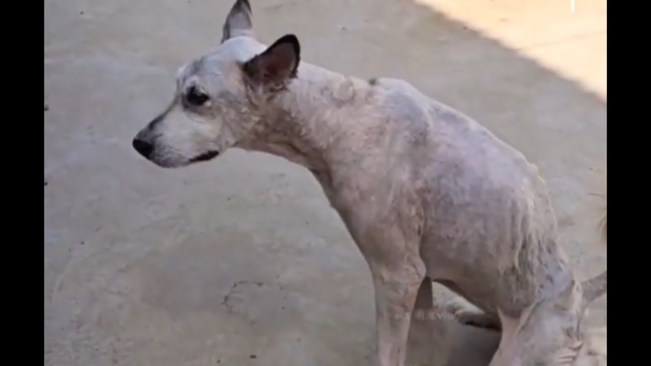 Rescuing a Starving Dog on the Street Changed Both of Their Lives - YouTube