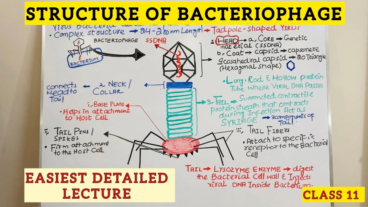 Structure of Bacteriophage | Head, Tail, Fibers & Function Explained ...