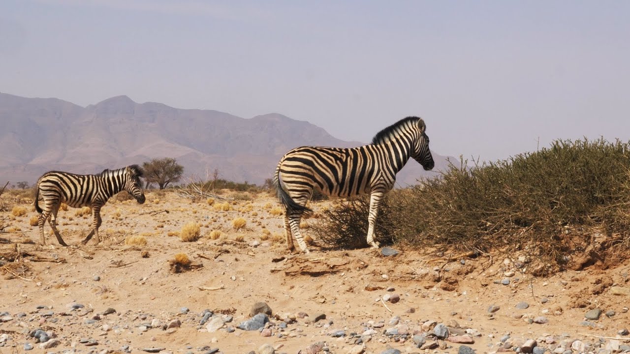 Mountain zebra (Equus zebra) desert encounter, Namibia (Afrotropical ...