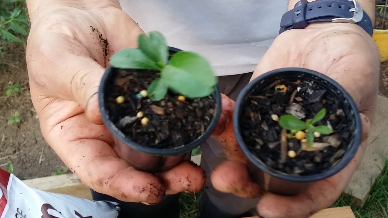 Easy Way To Plant Citrus Tree (Lemon, Mandarin, Orange) From Seed - YouTube