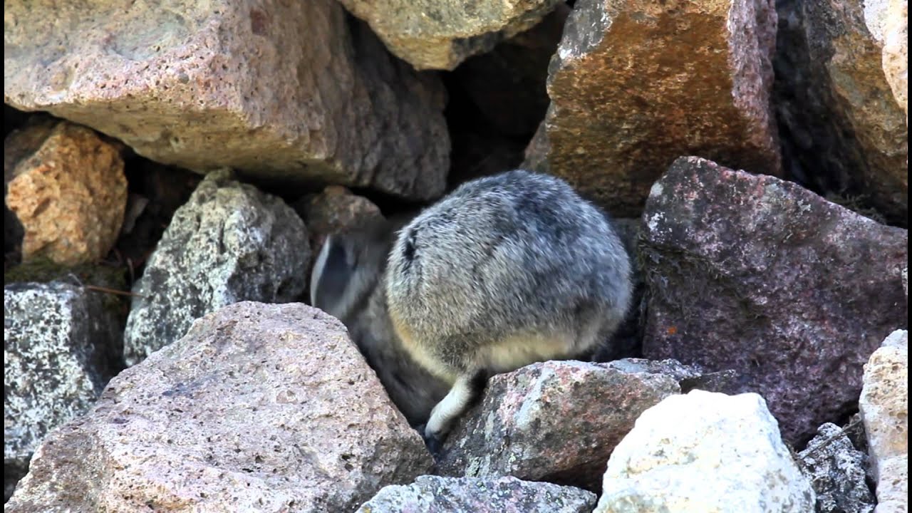 Pika - Yellowstone - YouTube