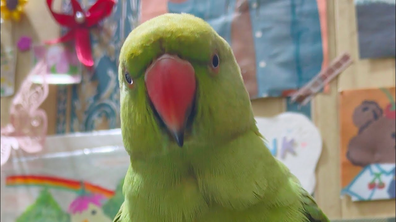 Chiku the ringneck parrot saying "Peekaboo" for 2 minutes 🌼🩷 - YouTube