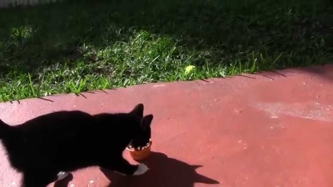 4Life Transfer Factor Feline para la salud de tu GATO - YouTube