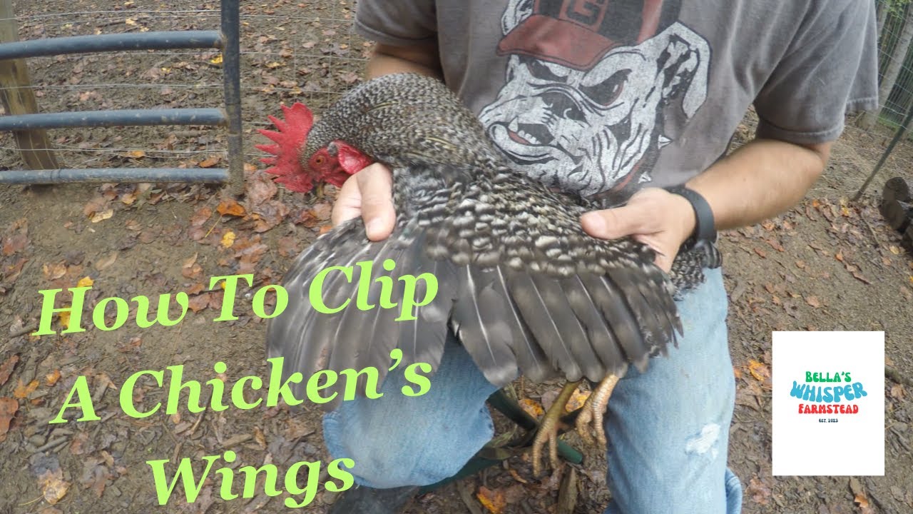 Chicken Wing Trimming 101: Your Guide to Clipping - YouTube