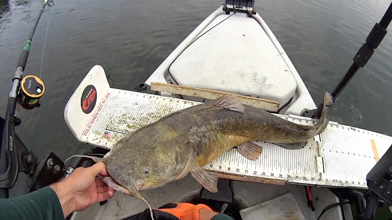 BIG Flathead Catfish Inhales This Piece of Cut Bait - YouTube