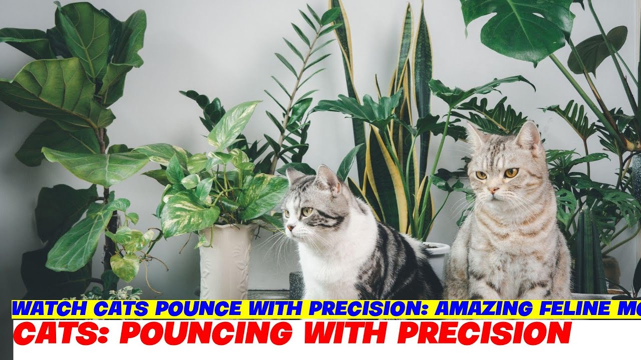 Watch Cats Pounce with Precision: Amazing Feline Moves! - YouTube