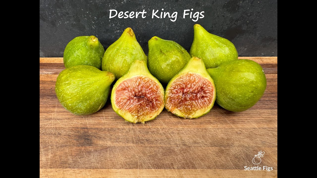 Desert King Fig is it really the best for Washington State? - YouTube
