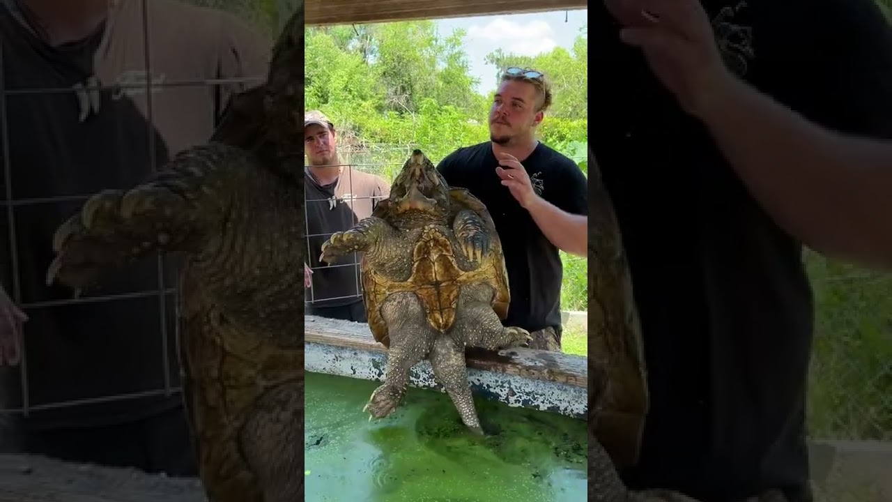 The bite force of this snapping turtle is insane #shorts - YouTube