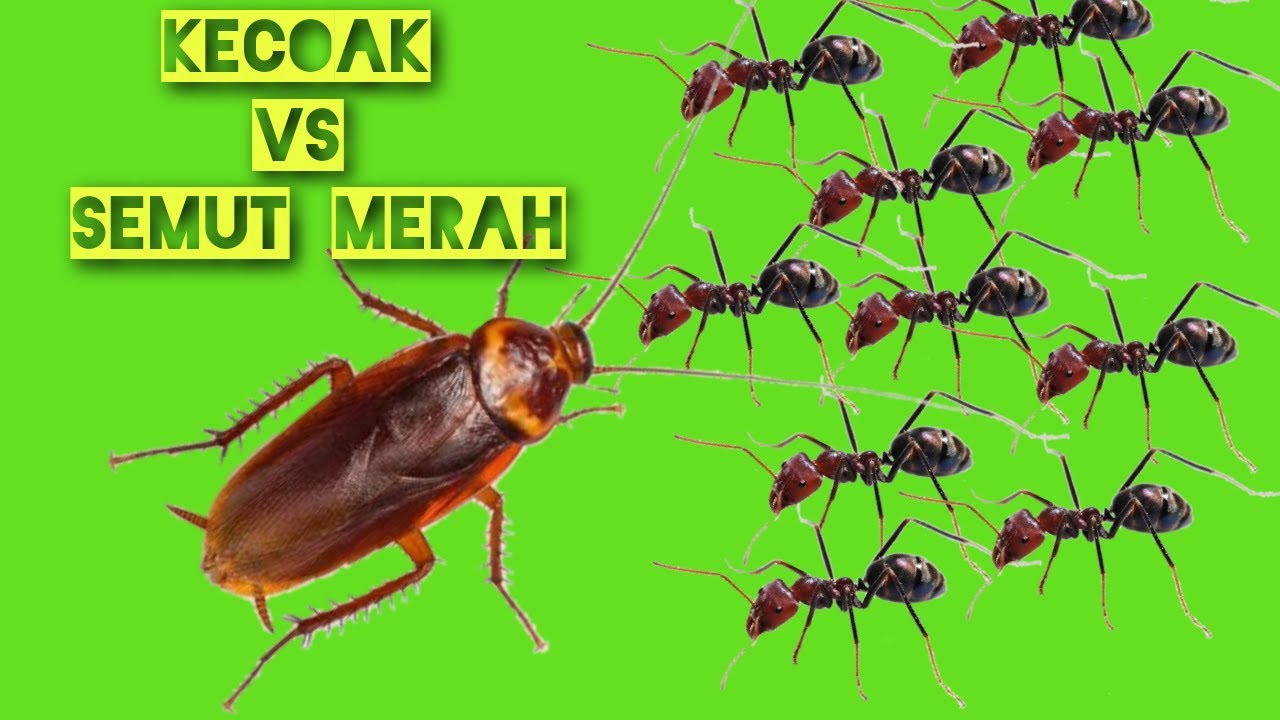 DUNIA SATWA - Diluar dugaan!!! Kecoa vs semut merah - YouTube