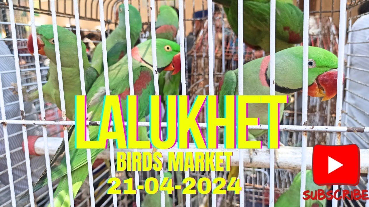 Lalukhet Birds market / parinda market Sunday/ Sunday bird's Market ...