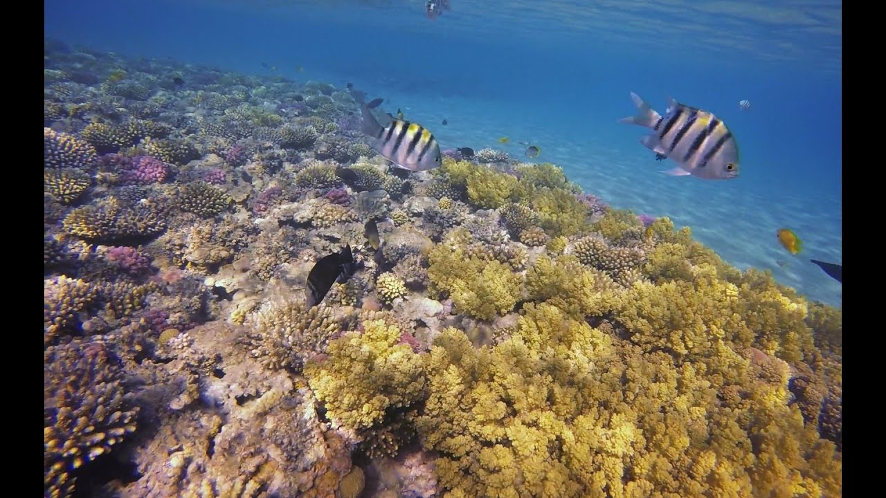 Red Sea Experience, Egypt 2016. - YouTube