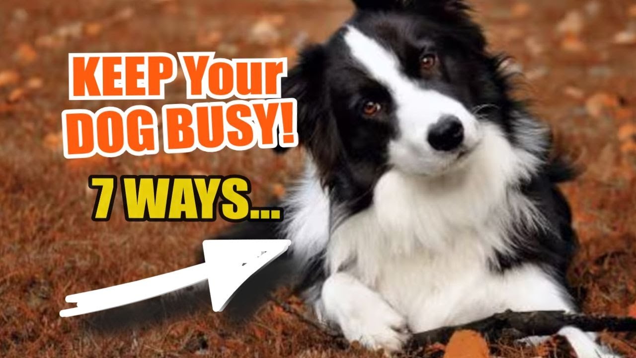 ¿HOW to Keep Your DOG BUSY 🐶💡 (7 Cost-Effective Ways) - YouTube