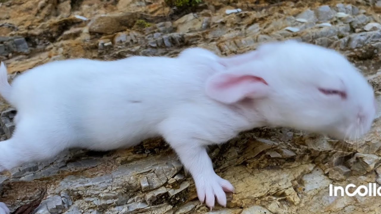 Baby rabbits are 10 days old and already know how to walk, everyone. Me ...