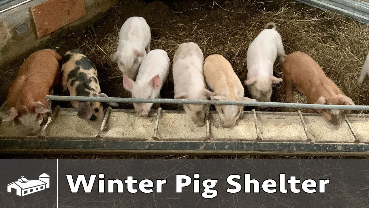 Winter Pig Shelter 2020 2021 Farm Marketing Solutions The Content Farm winter-pig-shelter-2020-2021-farm-marketing-solutions-the-content-farm